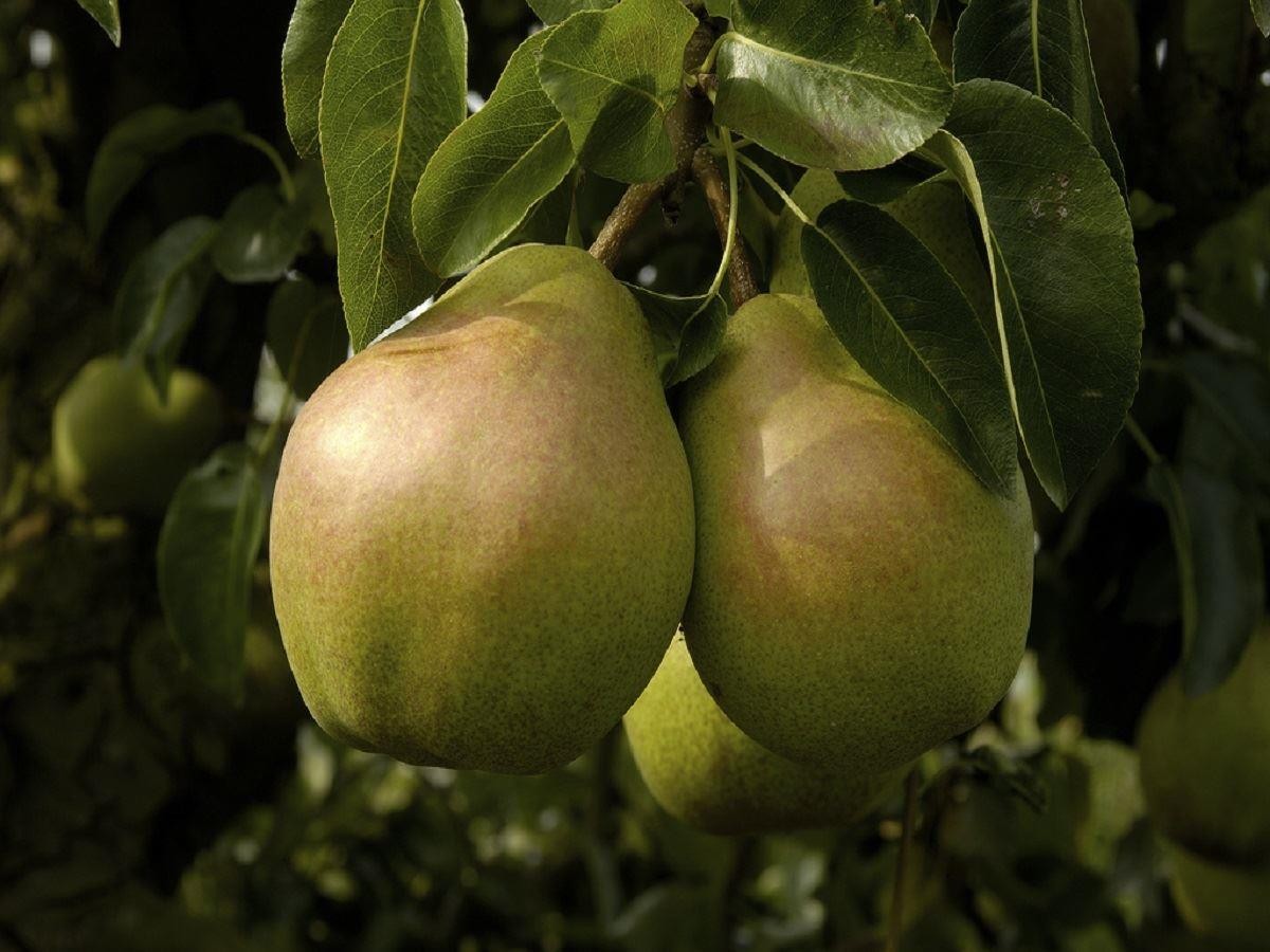 PEAR TREE - Multi-Variety Fruit Tree - PEAR - 5 varieties on one Tree!