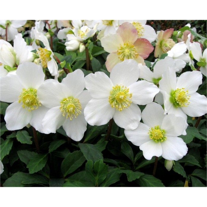 Large Helleborus niger - White Hellebore