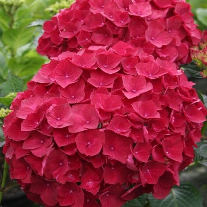 Hydrangea macrophylla 'Magical Ruby Red' - Large Flowered Mophead ...