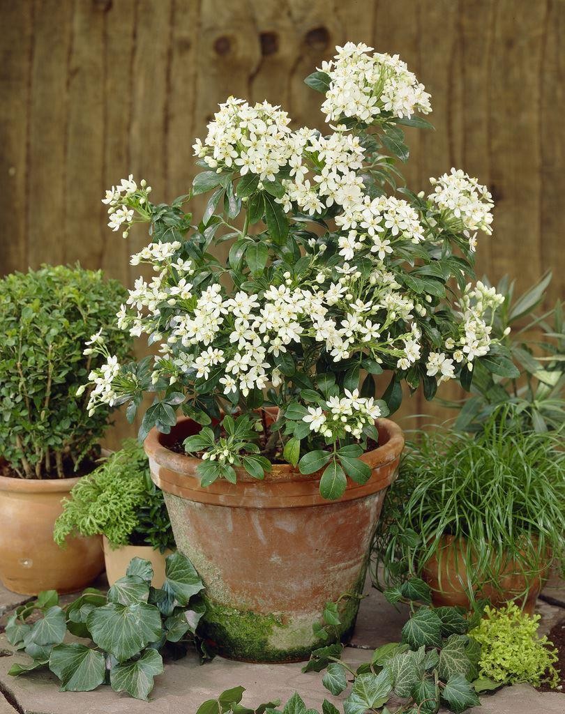 Choisya ternata - Mexican Orange Blossom
