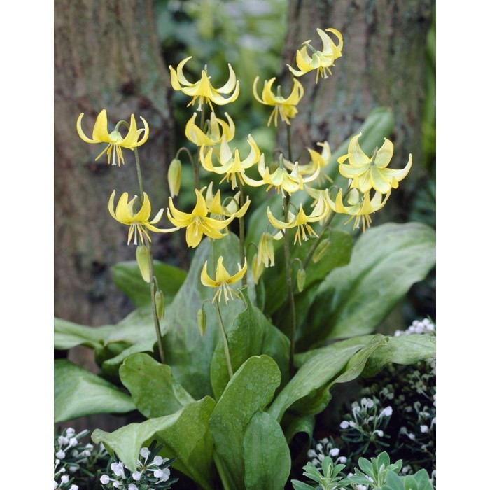 Erythronium Pagoda