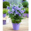 Hibiscus syriacus BLUE Chiffon - Double Flowered Tree Hollyhock
