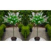 FLAMINGO TREES - Pair of Standard Topiary Salix Flamingo