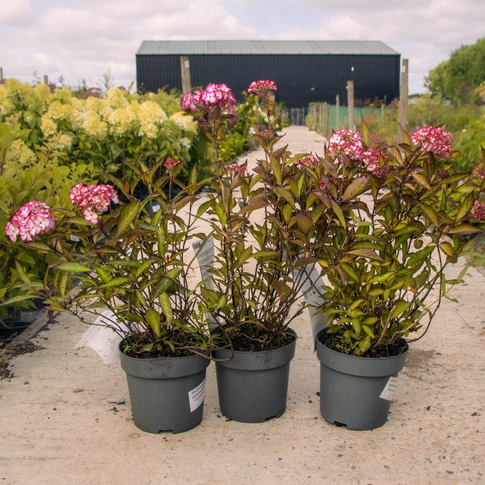 Hydrangea paniculata Carousel
