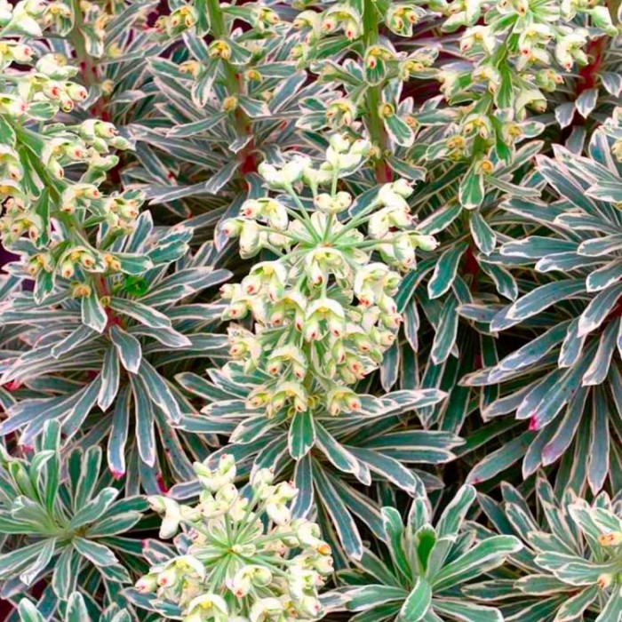 Euphorbia characias 'Silver Swan' - Variegated Spurge