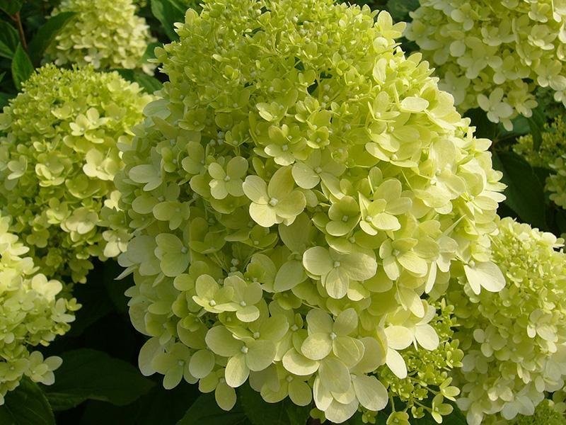 Hydrangea paniculata Limelight - EXTRA LARGE Flowering Plant