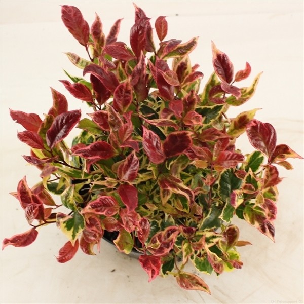 Leucothoe walteri Firestar - New Variegated Gold and Red Evergreen
