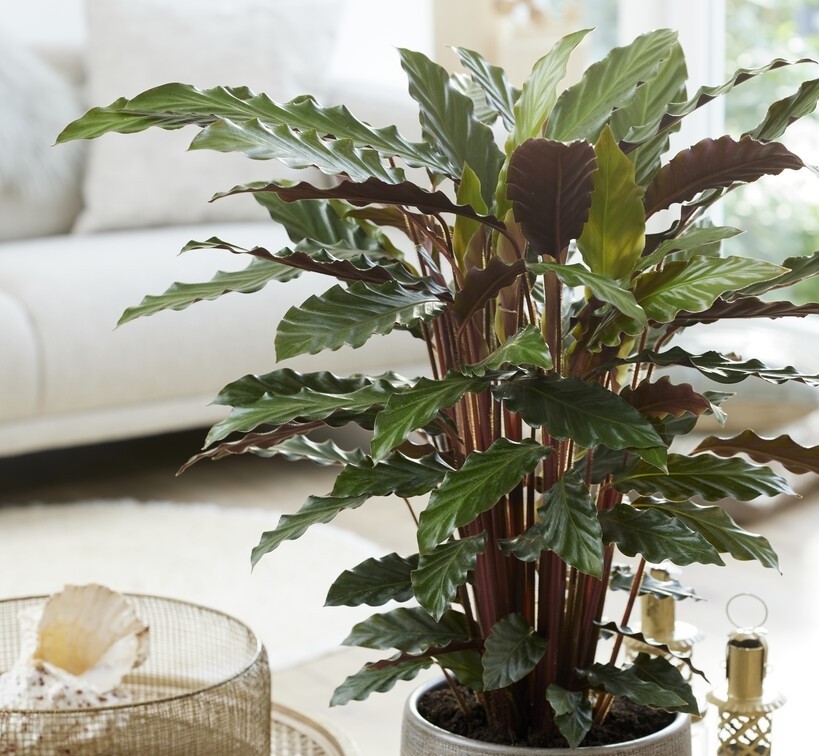 Calathea Rufibarba Velvet