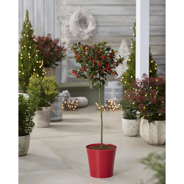 Premium Quality Festive Holly Tree Covered in Berries with RED Planter