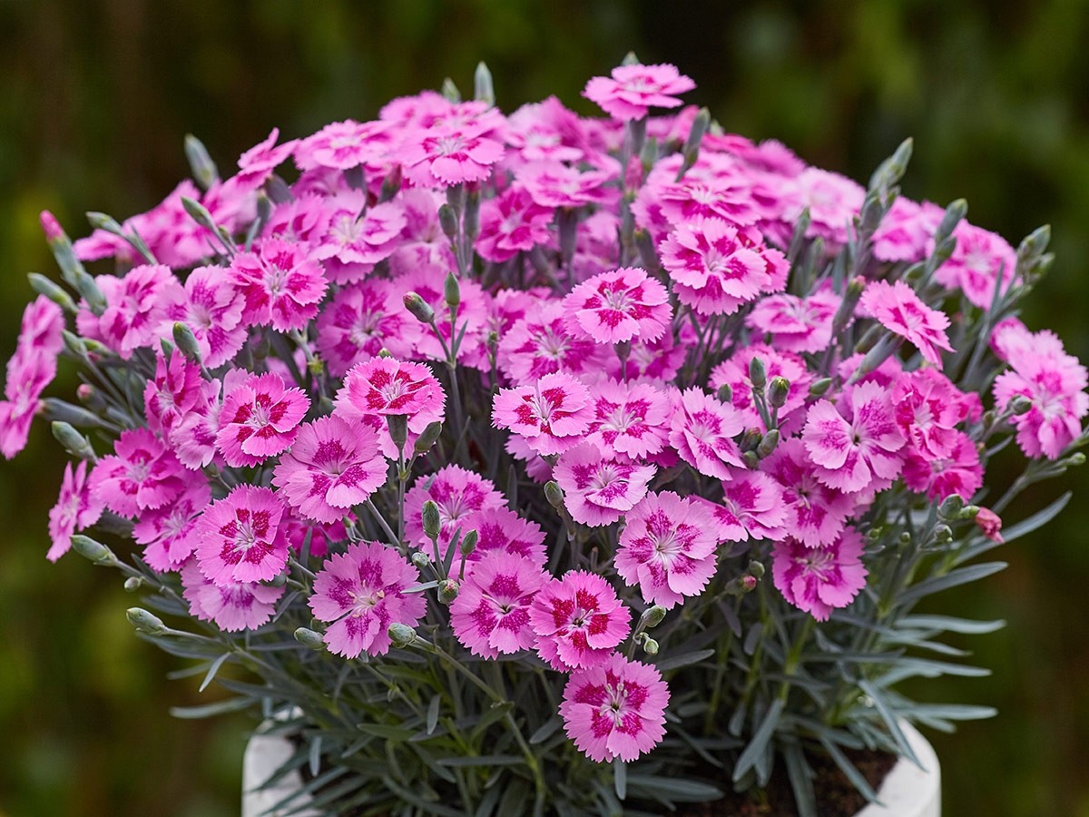 Dianthus Aztec Star