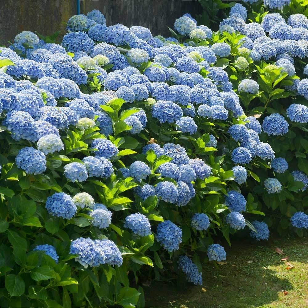 GIANT BLUE MOPHEAD Hydrangea macrophylla Verana Blue - Large Flowered ...
