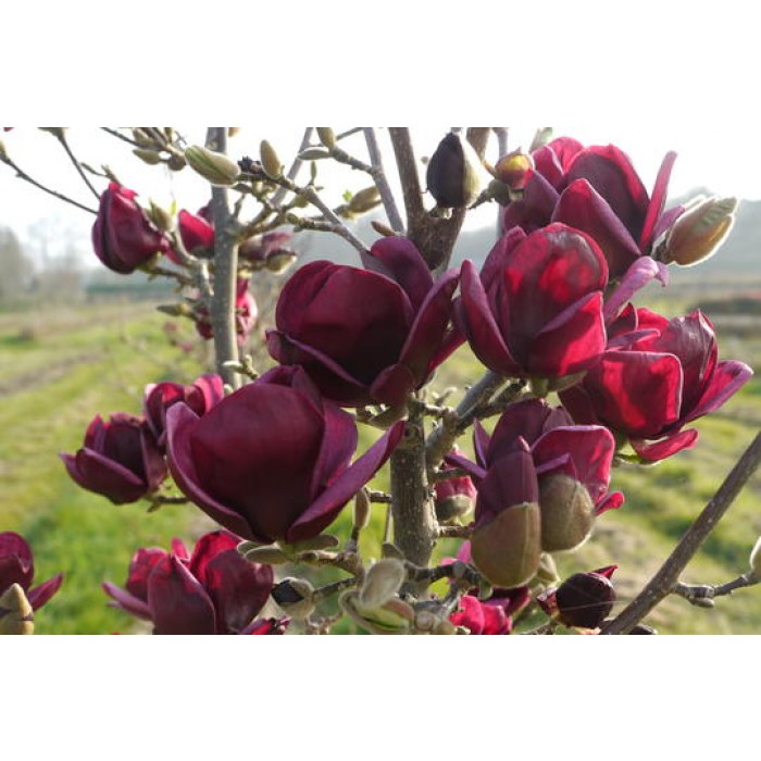 Magnolia Genie - Amazing Purple Black Magnolia - Giant Flowered Black ...