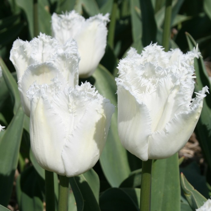 Tulip Signature - Pack of 5 bulbs