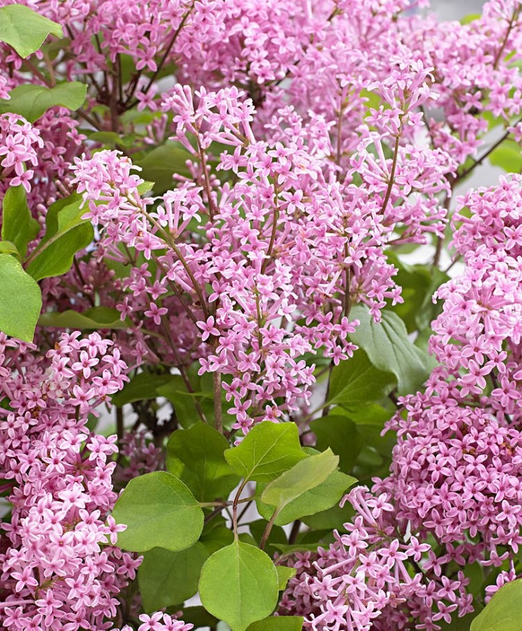 Dwarf Korean Lilac - Syringa SHRUB - Pack of TWO