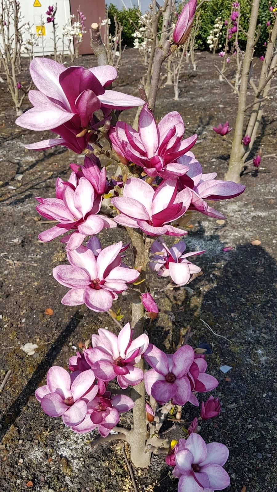 Magnolia Starburst - LARGE