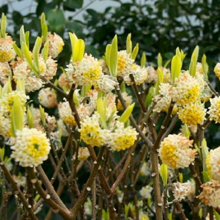 Edgeworthia chrysantha 'Nanjing Gold' - Paperbush