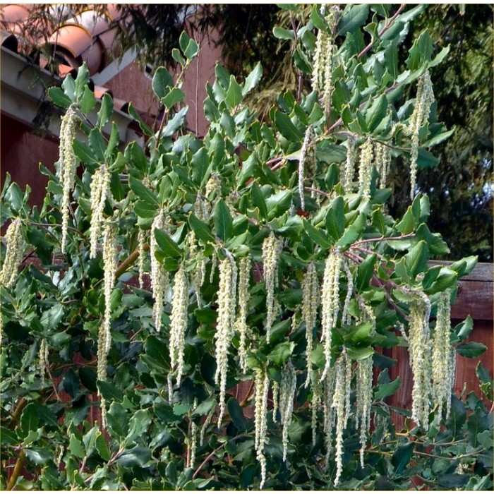 Garrya elliptica James Roof - Silk-tassel Bush - LARGE Plant