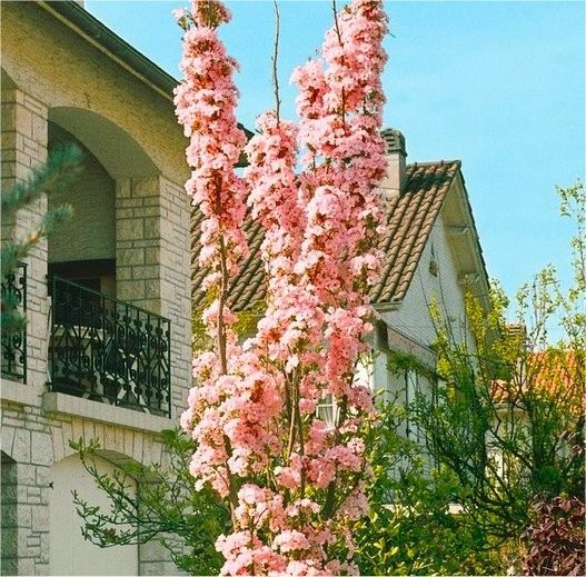 Japanese Flagpole Flowering Cherry Tree - Prunus amanagawa