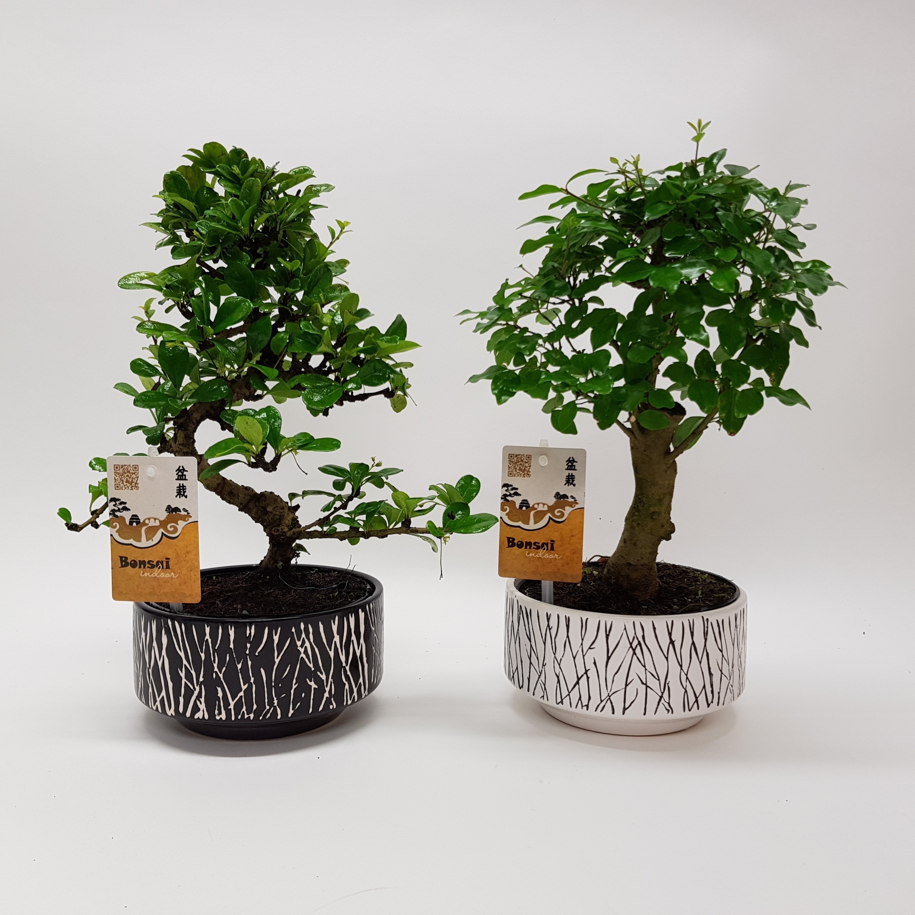 Beautiful Bonsai Tree with Ceramic Dish