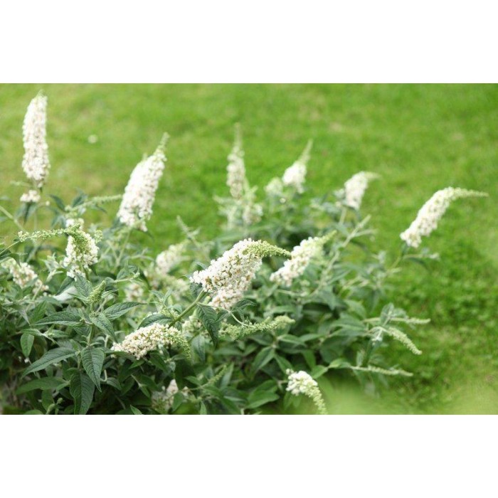 Buddleja White Chip - White Patio Buddleia - LO & BEHOLD White Chip