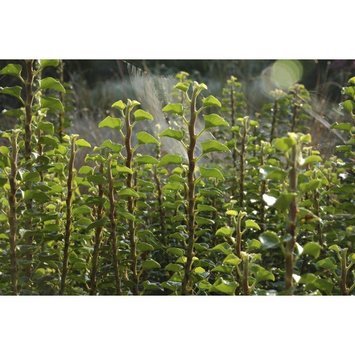 Hedera helix Erecta - Non Flowering shrubby Tree Ivy