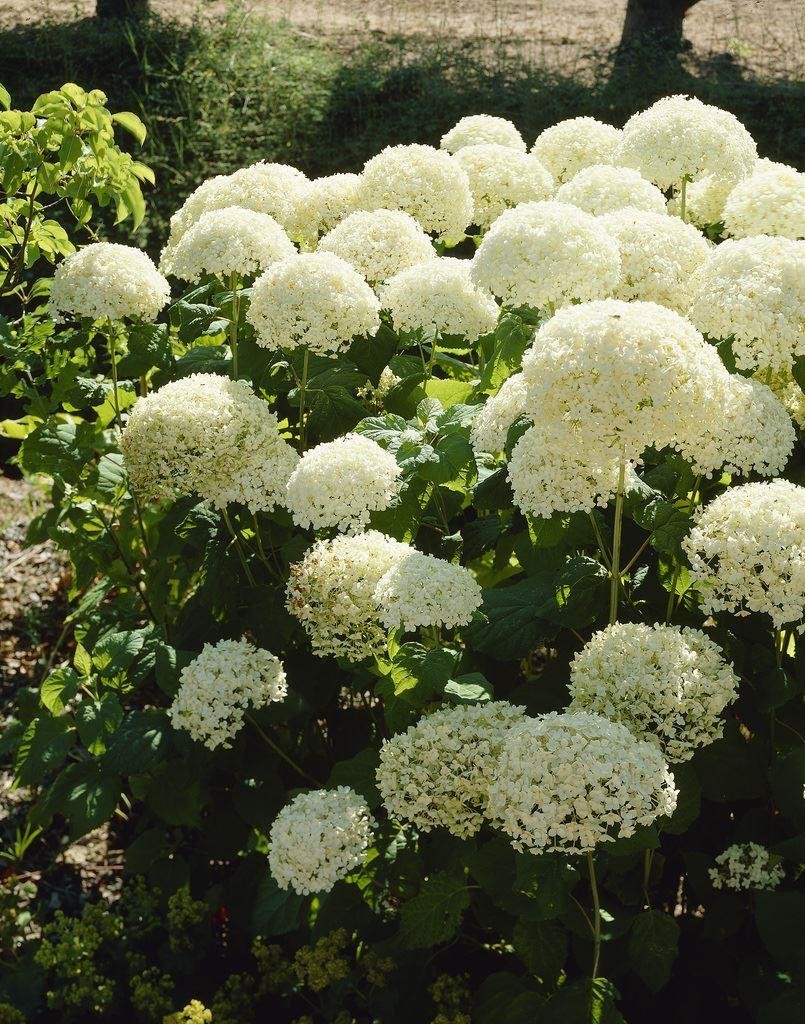 Hydrangea Annabelle - Pack of THREE Large Flowered Hydrangea Plants