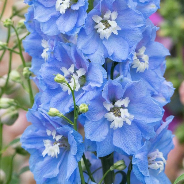 Delphiniums