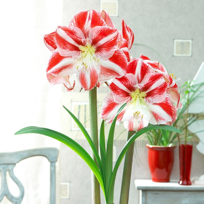 Giant Flowered Amaryllis Hippeastrum Multi-flowering CLOWN STRIPED