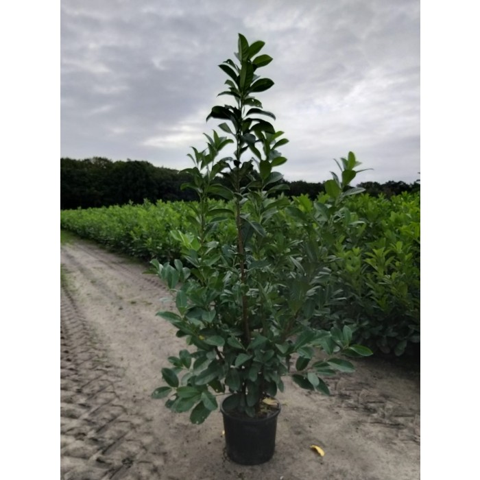 Laurel Hedging - 6-7ft tall - Pack of 10 Large Plants - Prunus ...