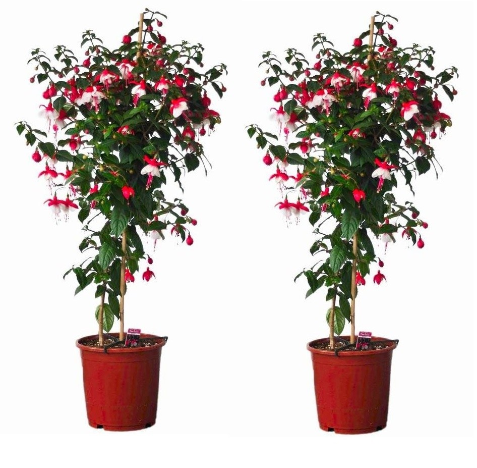 Pair of Fuchsia Tree Standards 'Britney' - Gorgeous Patio Fuchsia Trees