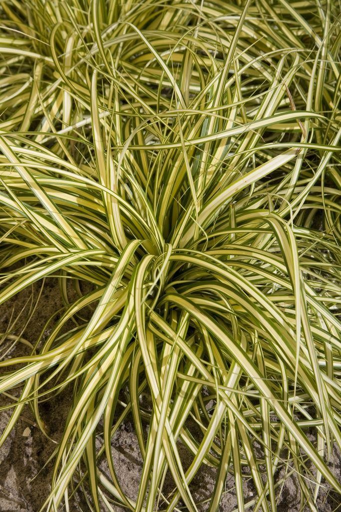 Carex oshimensis Evergold - Japanese Sedge
