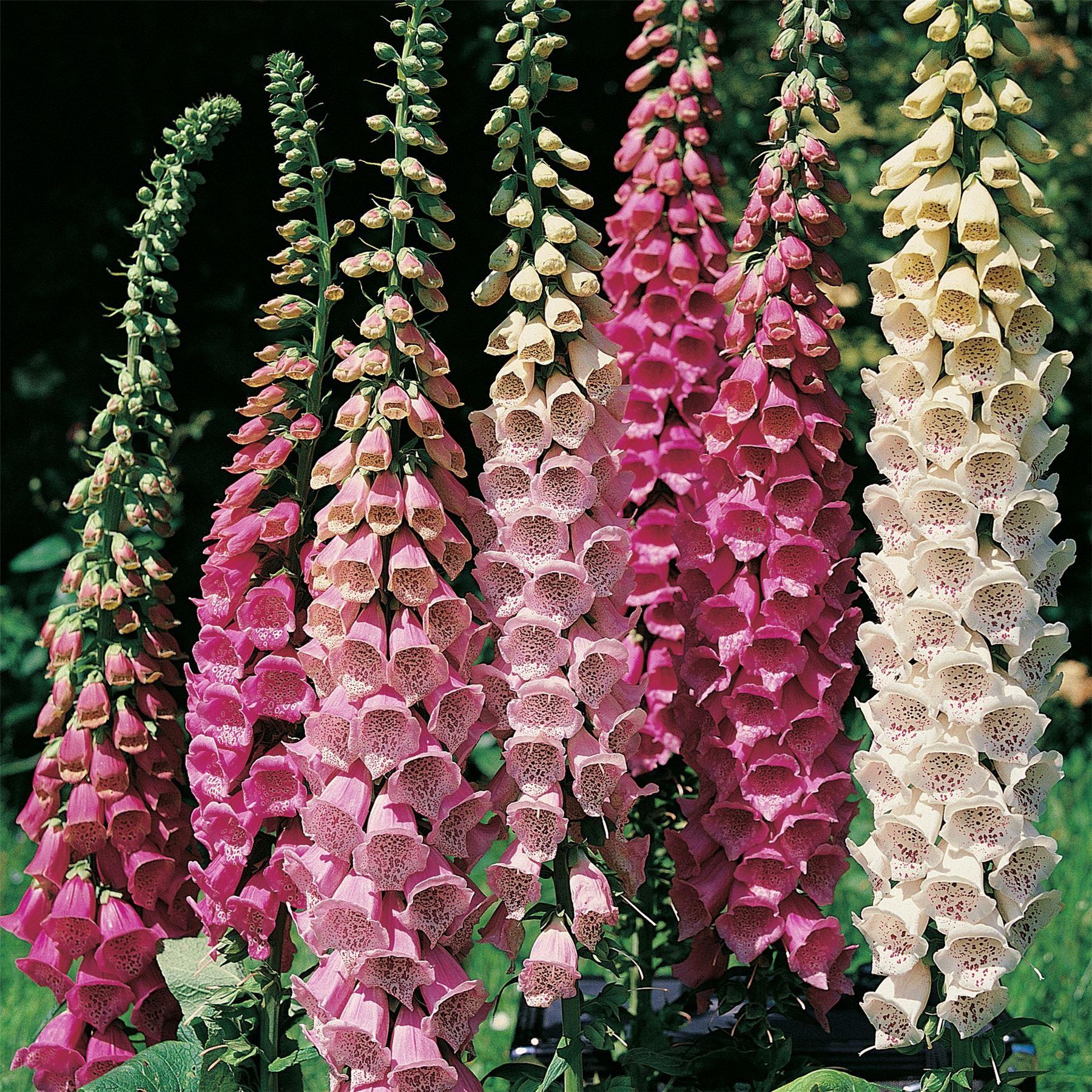 Digitalis purpurea Excelsior - Foxgloves