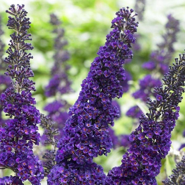 Buddleia shrubs for sale | Buy Buddleia plants UK delivery