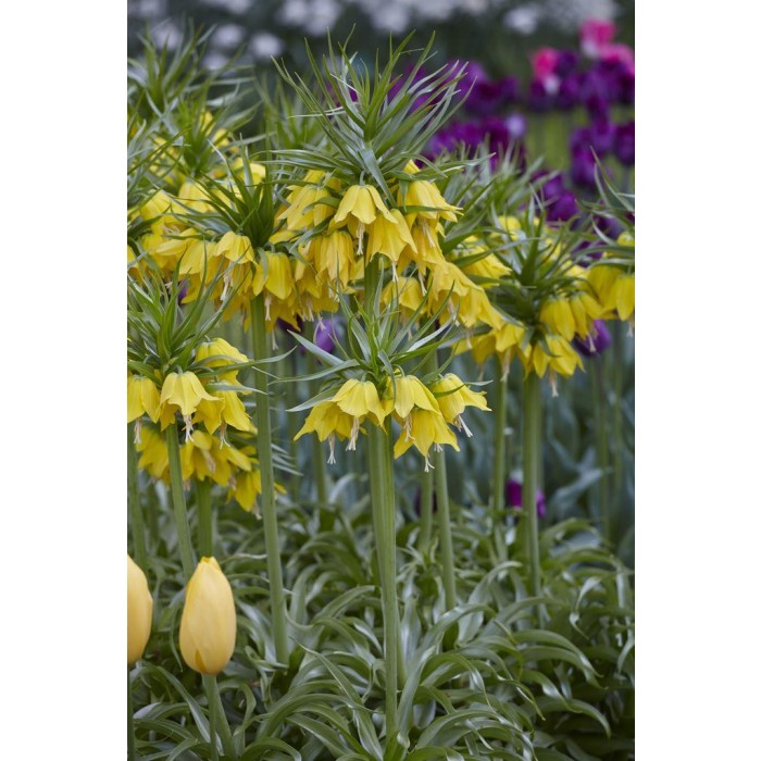 Fritillaria imperialis lutea - Golden Crown Imperial Fritillary
