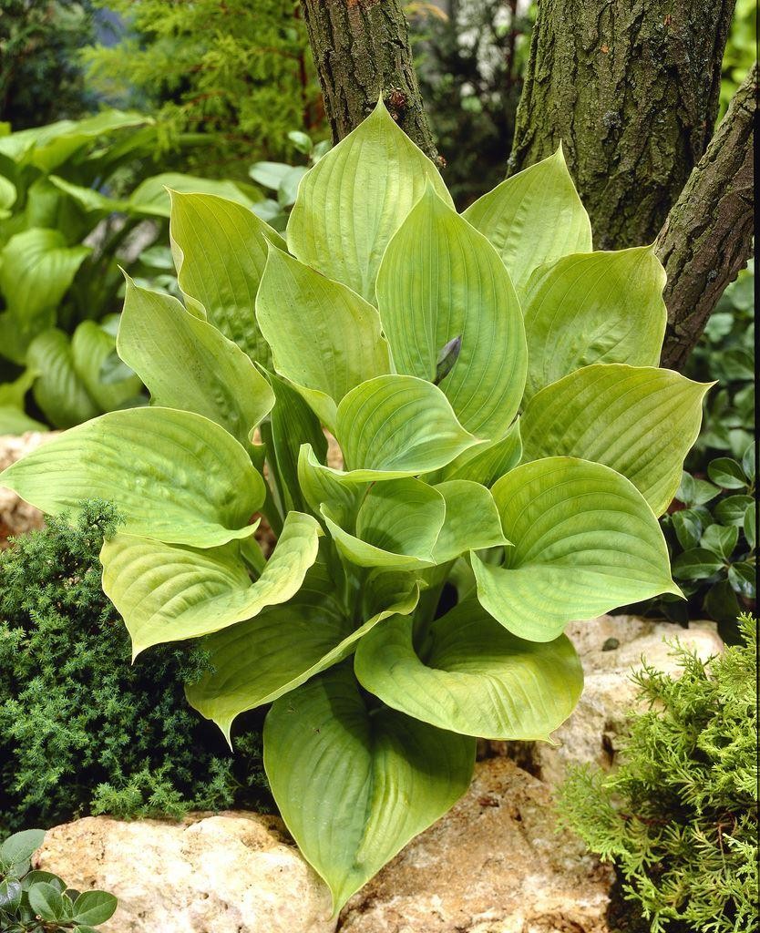 Hosta 'Sum and Substance'