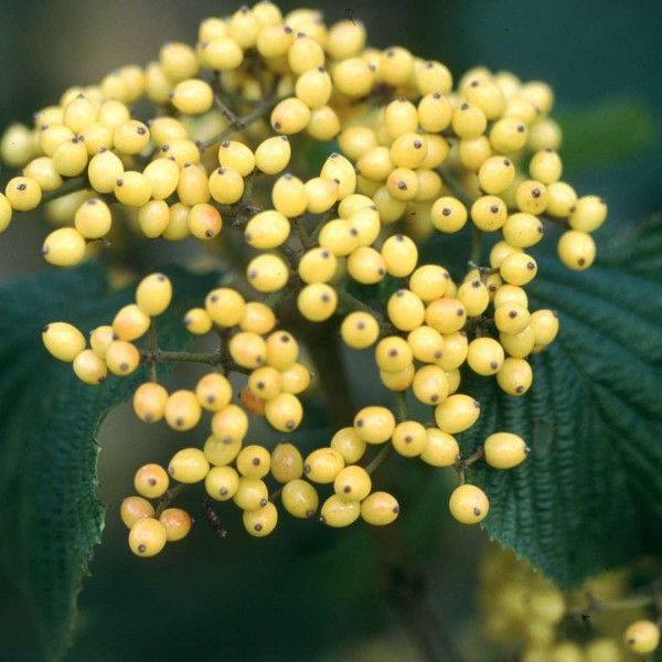Viburnum shrubs for sale | Buy Viburnum plants online UK delivery