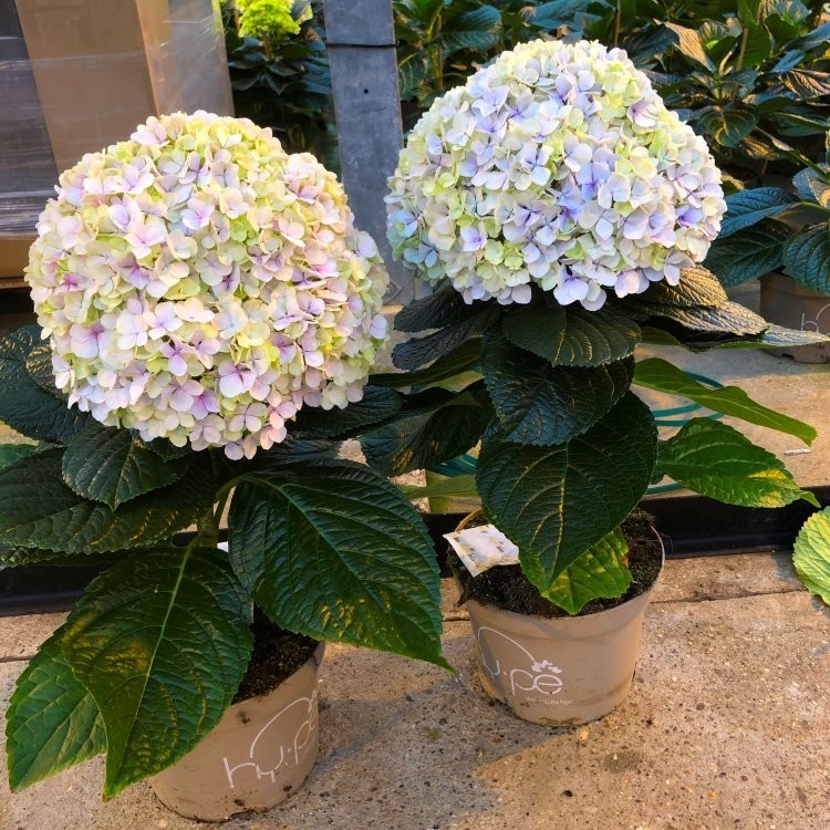 Giant Flowered Hydrangea Avant Garde - Worlds Largest Hydrangea