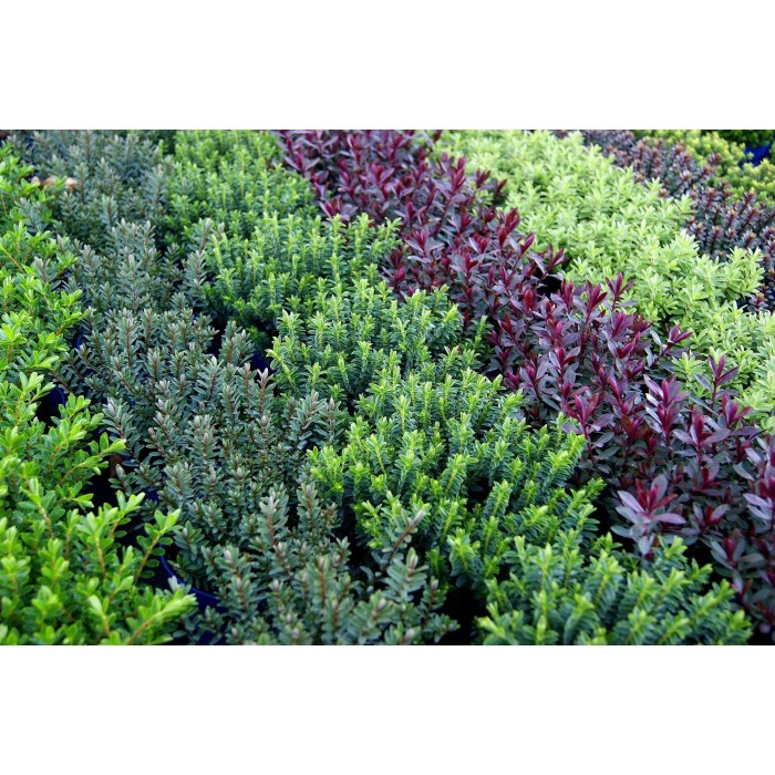 Evergreen Hebe Mini Mix - Pack of FIVE