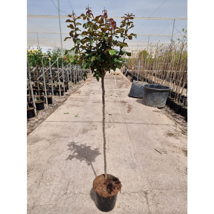 Large Standard Rose Tree 'Chrysler Imperial' - circa 150cms tall