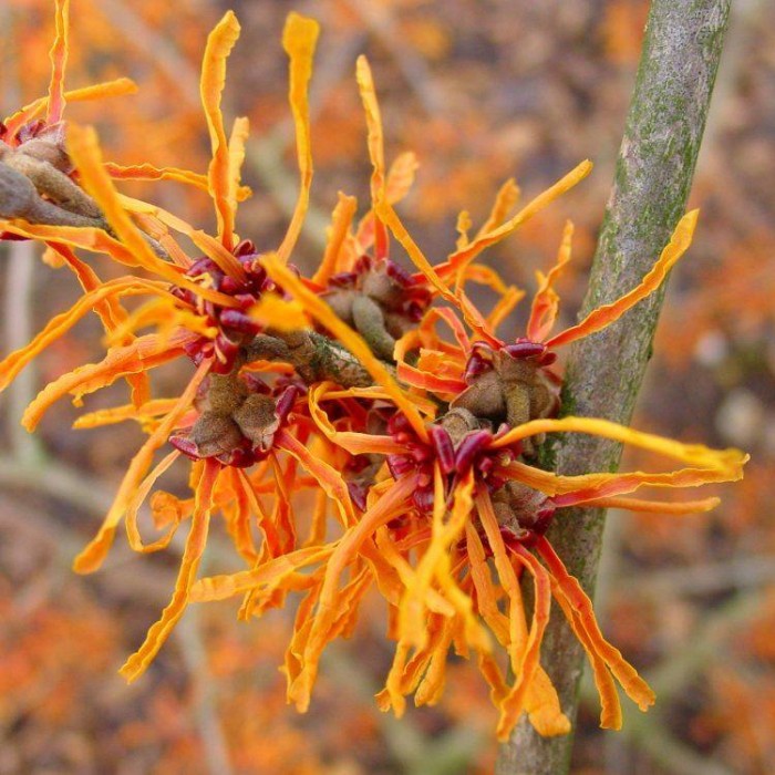 SPECIAL DEAL - Trio of Colourful Hamamelis Witch Hazel Plants Collection