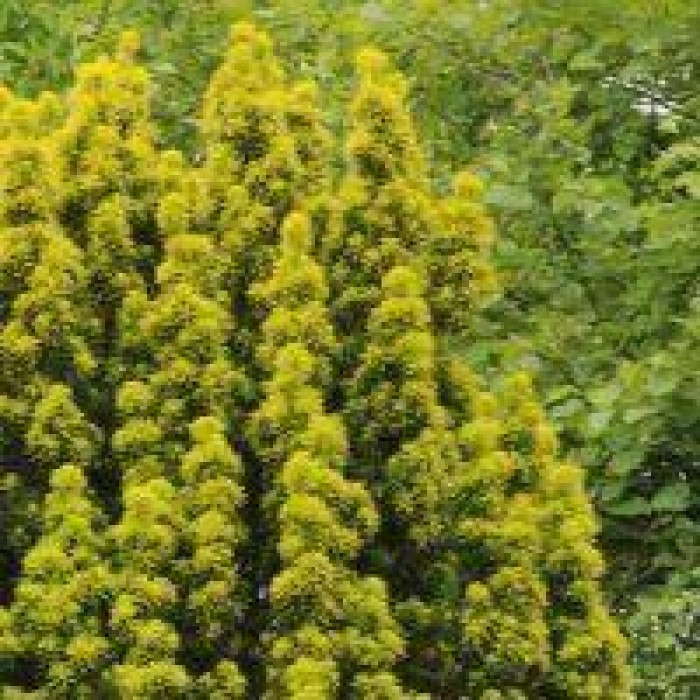 Taxus baccata aurea David - Golden Fastigiate Yew