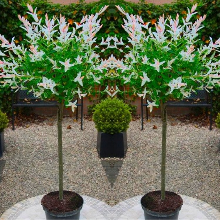 Pair of Standard Topiary Trees 'Salix Flamingo' with Large Flared ...