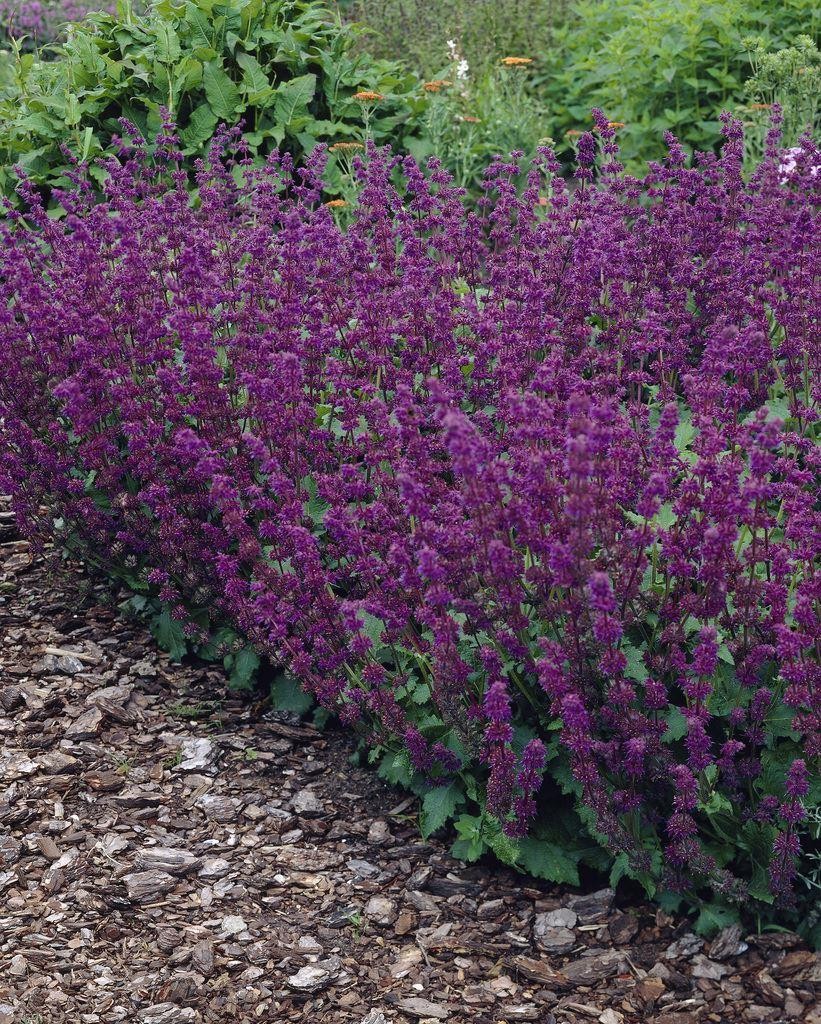 Salvia verticillata 'Purple Rain'