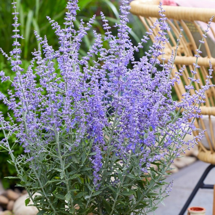 Bargain Hardy Flowering Shrub Collection - Selection of FIVE Garden Shrubs