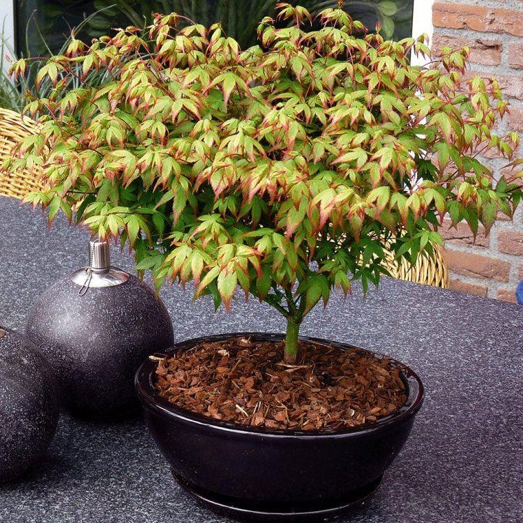 Acer palmatum Little Princess - Japanese Maple