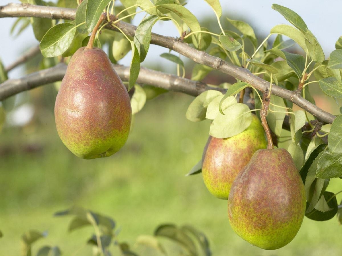 PEAR TREE - Multi-Variety Fruit Tree - PEAR - 5 varieties on one Tree!