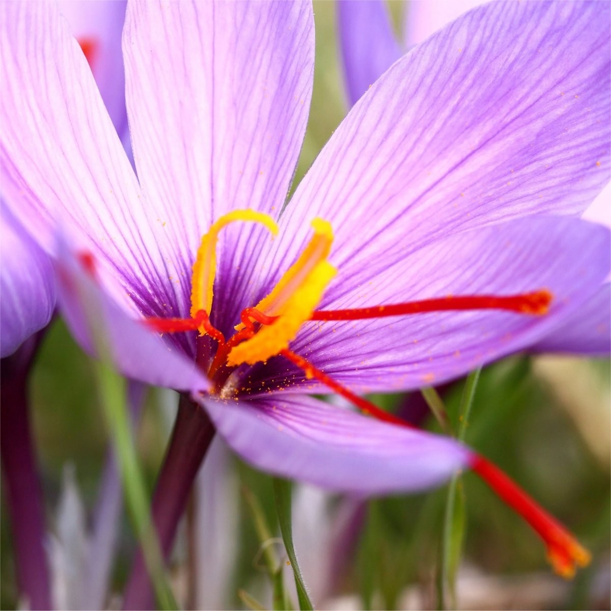 Saffron Crocus - Autumn Flowering Crocus sativus - Pack of 40 Bulbs