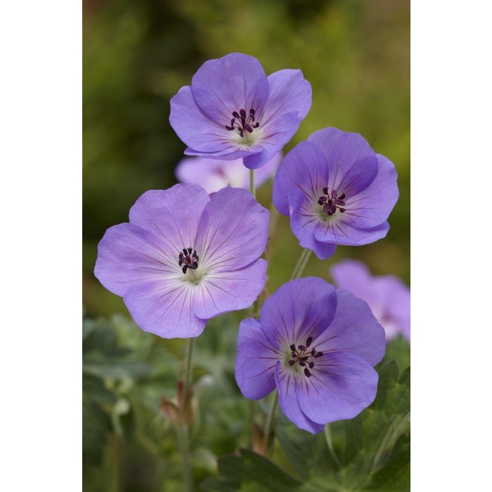 Geranium Rozanne - 'Jolly Bee' Hardy Geranium