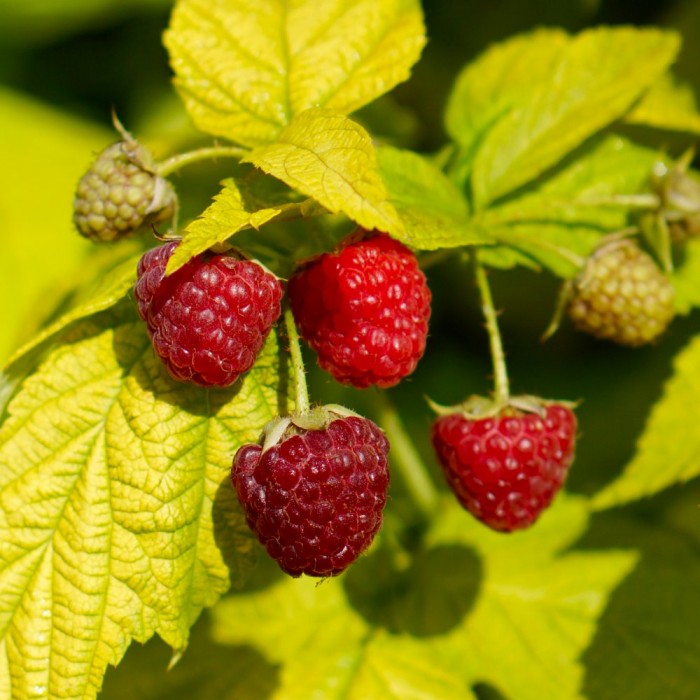 Raspberry Groovy - Dwarf Golden Leaf Summer Fruiting Patio Raspberry ...