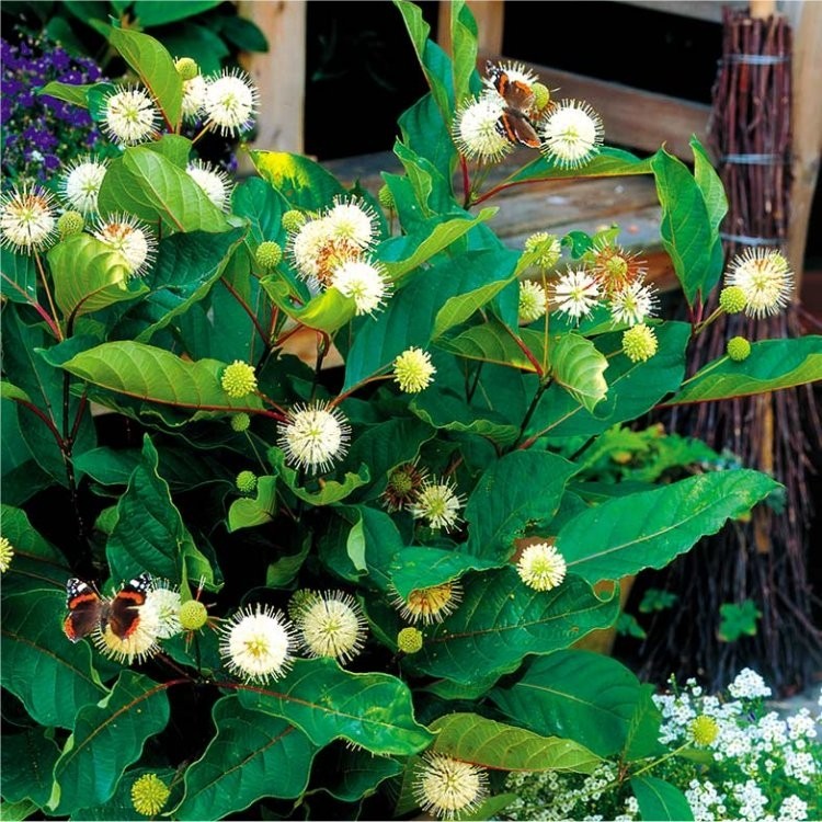 Cephalanthus occidentalis - Button Bush